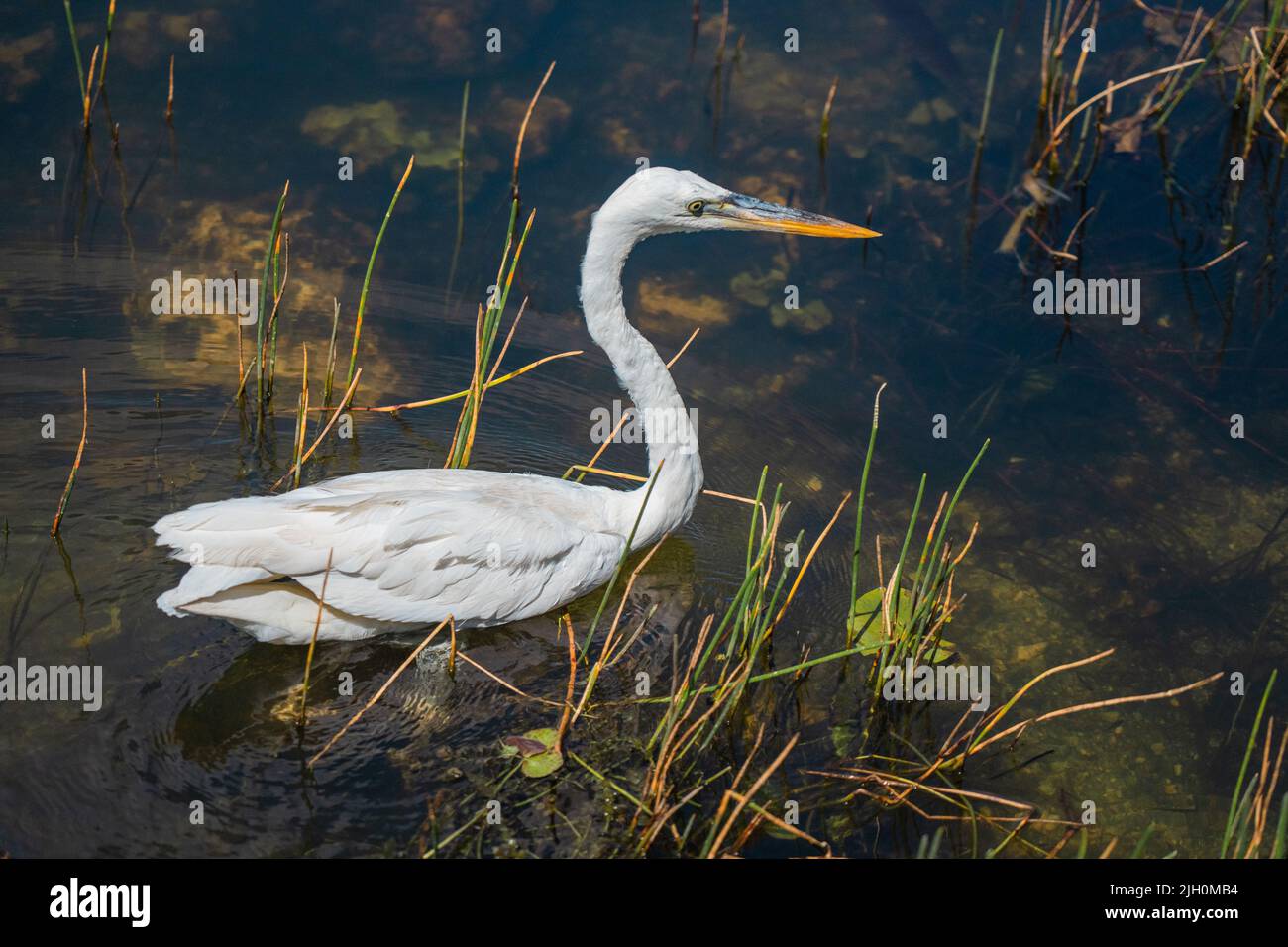 A Great White Egret (Ardea alba) rests near a swamp in Florida ...