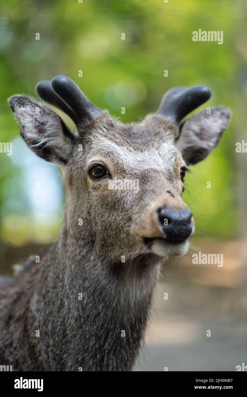A vertical closeup of an adorable Yezo sika deer on blur background ...