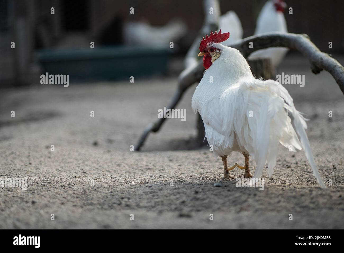 White leghorn hi-res stock photography and images - Alamy