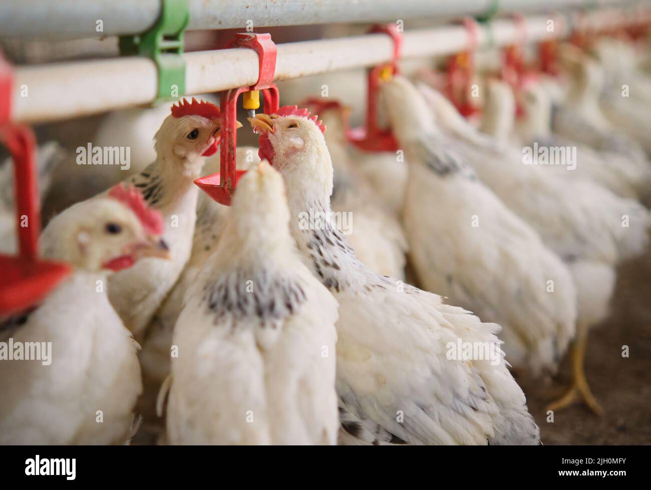 Many thirsty white Chickens poultry drink water by nipple system in hot ...