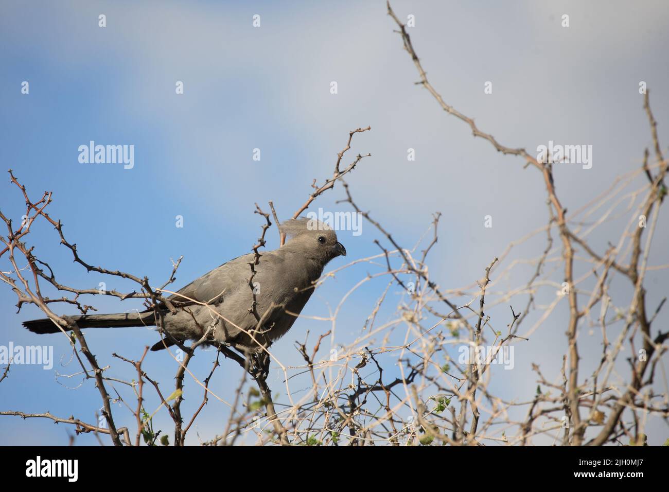Go away vogel corythaixoides concolor hi-res stock photography and ...