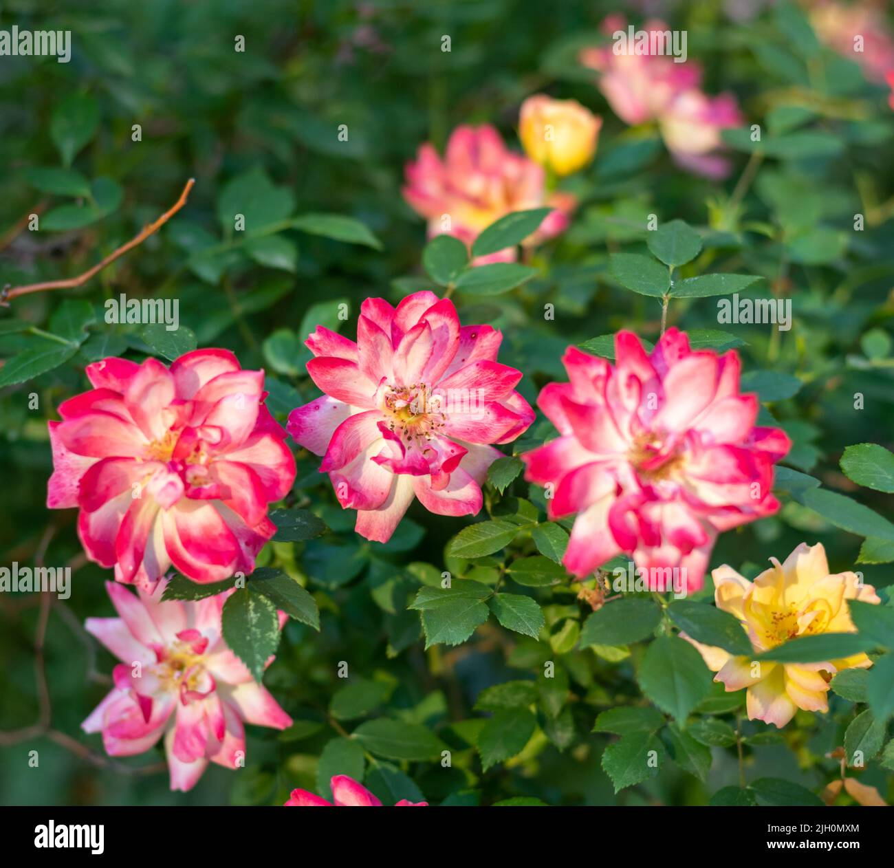 Rose bush variegated roses hi-res stock photography and images - Alamy