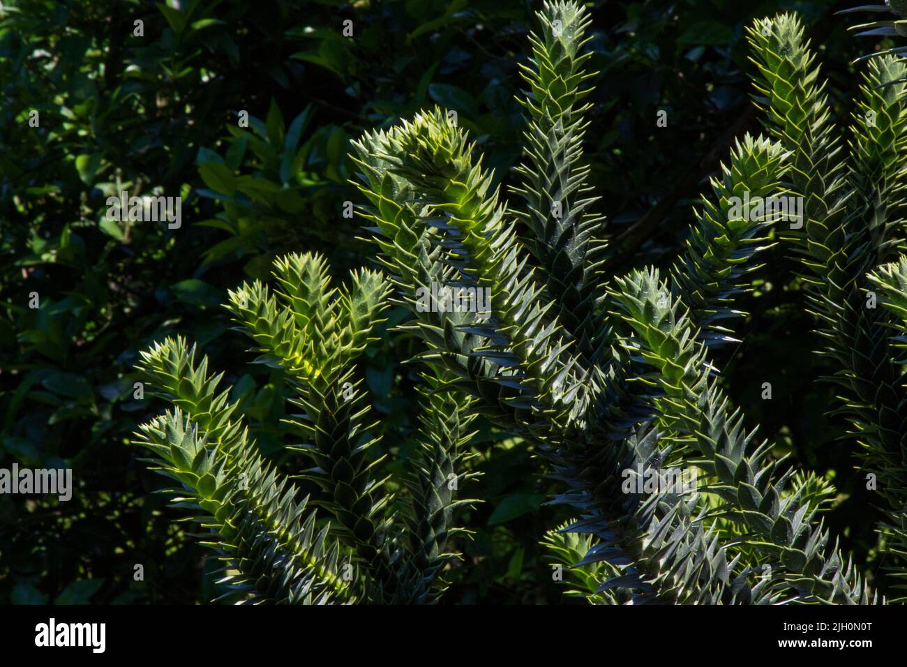 Araucaria araucana tree, pine evergreen in Batumi botanic garden Stock ...