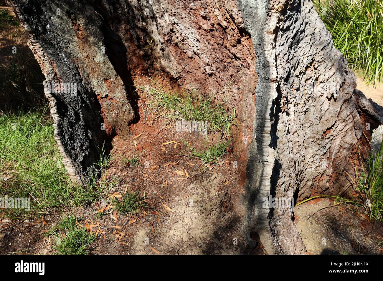 The new growth of green grass in burnt-out eucalyptus tree trunk in ...