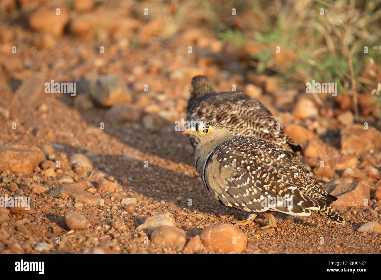 Nachtflughuhn / Double-banded sandgrouse / Pterocles bicinctus Stock ...