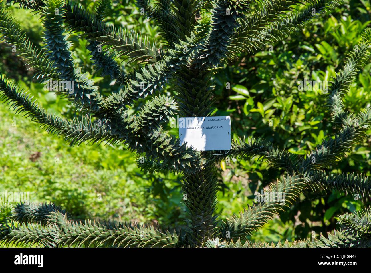 Araucaria araucana tree, pine evergreen in Batumi botanic garden Stock ...