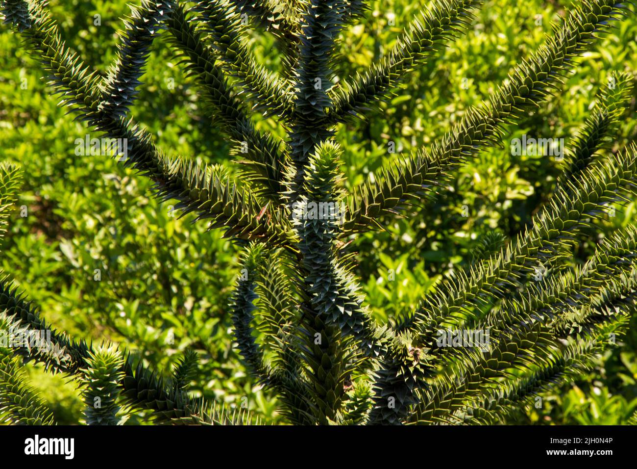 Araucaria araucana tree, pine evergreen in Batumi botanic garden Stock ...