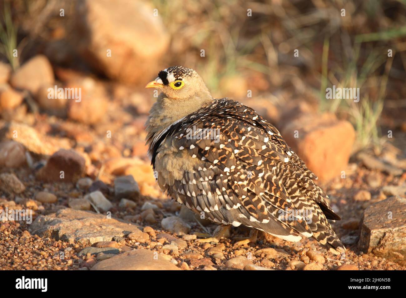 Nachtflughuhn / Double-banded sandgrouse / Pterocles bicinctus Stock ...