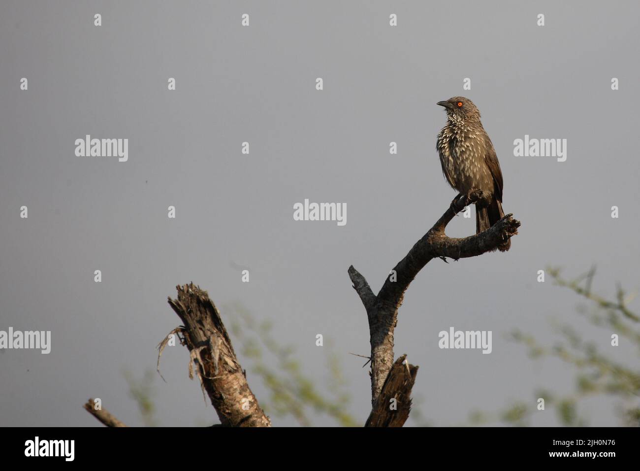 Braundrossling / Arrow-marked bubbler / Turdoides jardineii Stock Photo ...