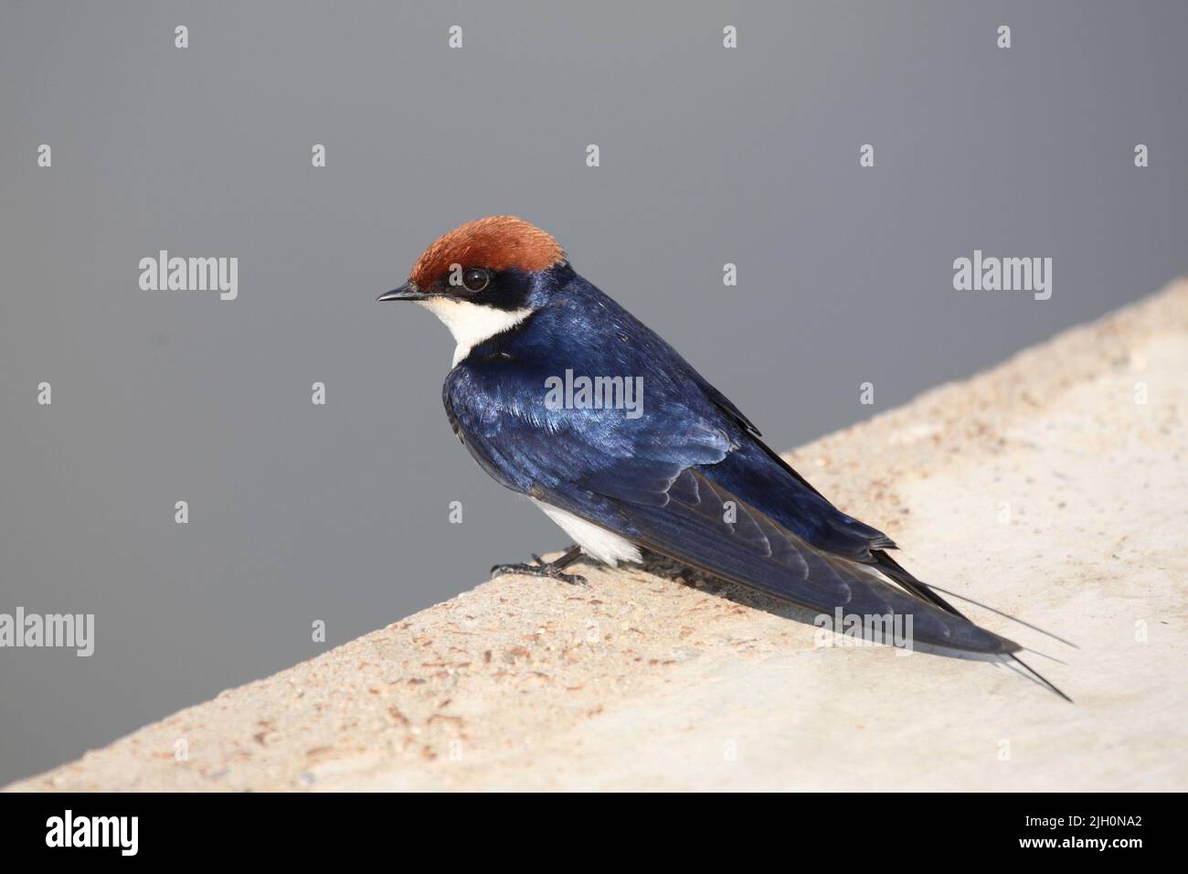 Rotkappenschwalben hi-res stock photography and images - Alamy
