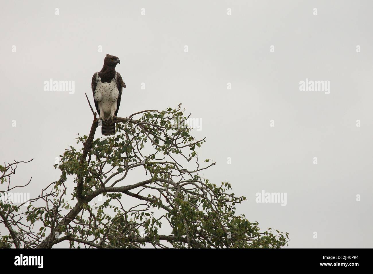 Kampfadler / Martial Eagle / Polemaetus bellicosus Stock Photo - Alamy