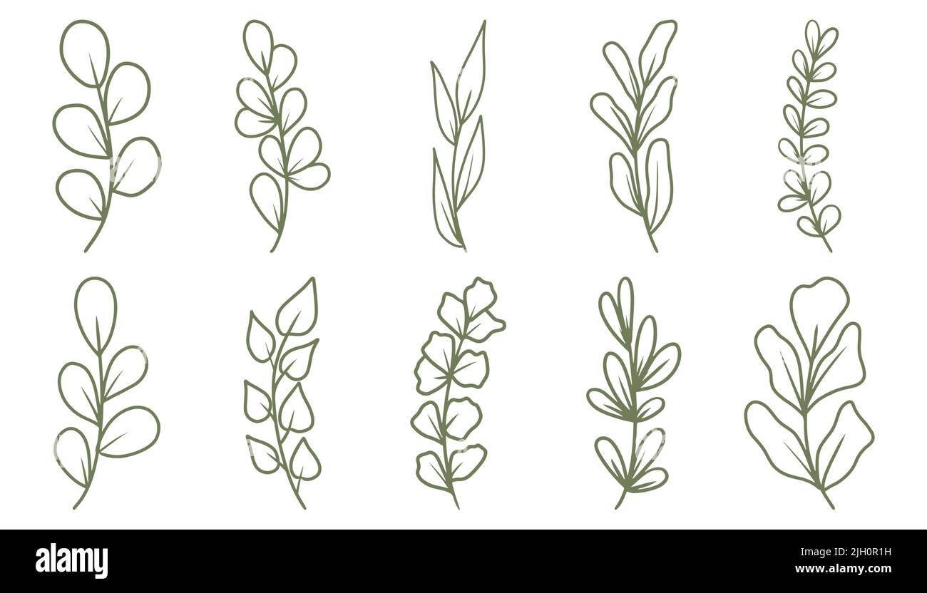 Set of Hand drawn doodle vector leaves and branches. Floral, plant ...