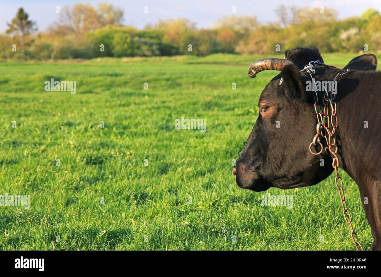 Bull angus head hi-res stock photography and images - Alamy