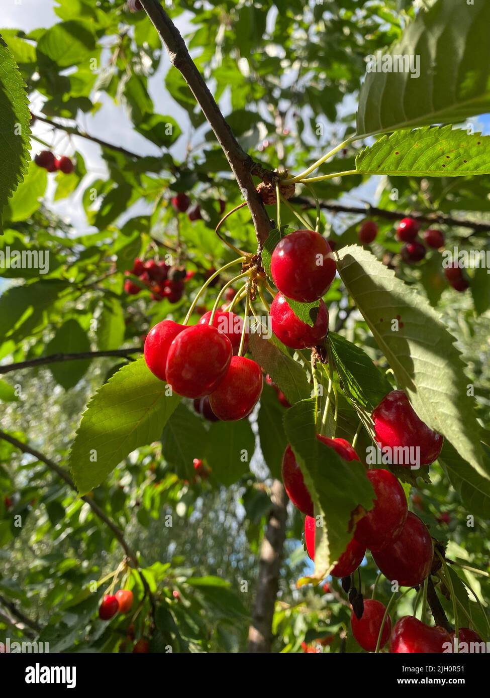 Wild Cherry Tree near Policka Stock Photo - Alamy