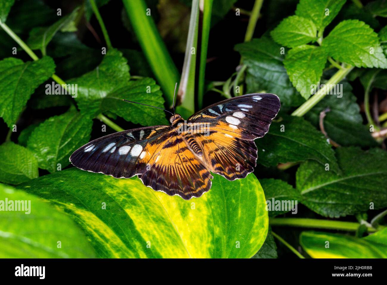 The light touch of butterflies Stock Photo - Alamy