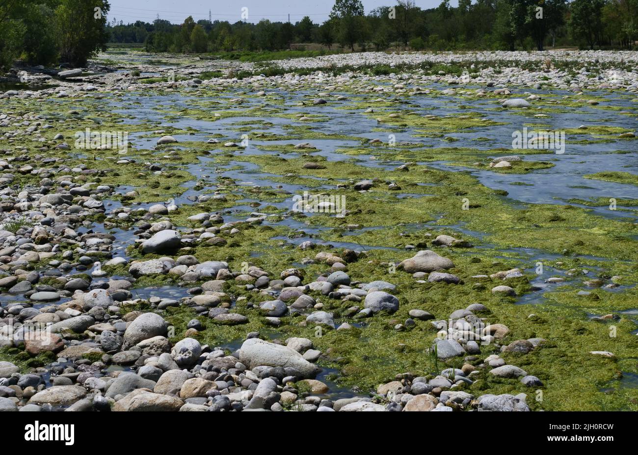 Algae invade the river with little water causing drought Stock Photo ...