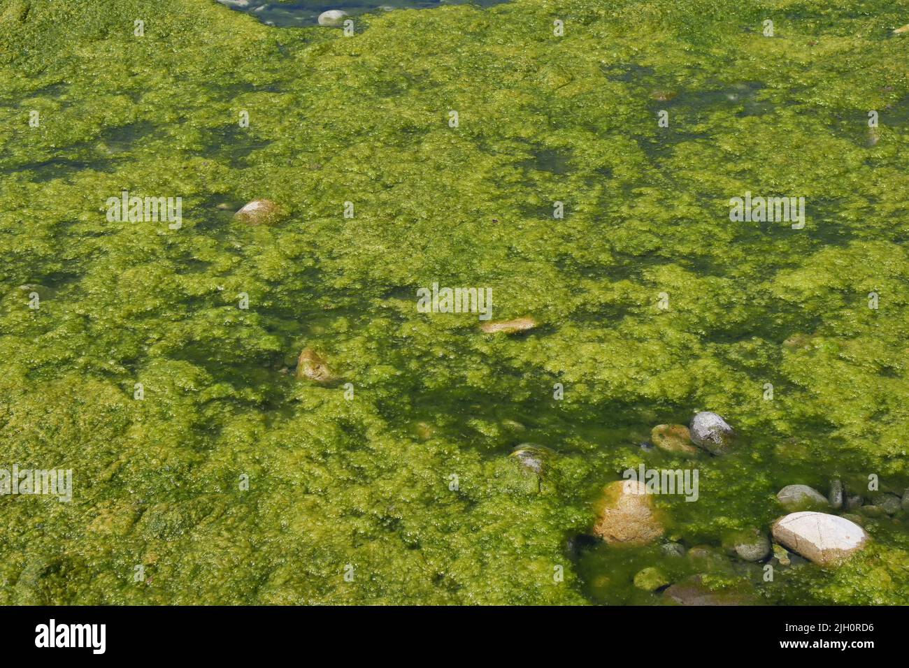 Algae invade the river with little water causing drought Stock Photo ...
