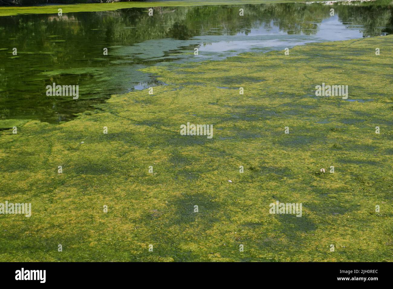 Algae invade the river with little water causing drought Stock Photo ...