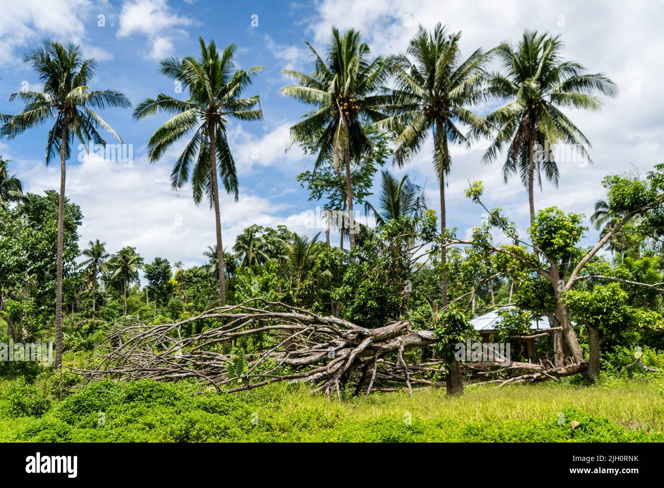 Large trees uprooted by the typhoon are seen along the main road ...