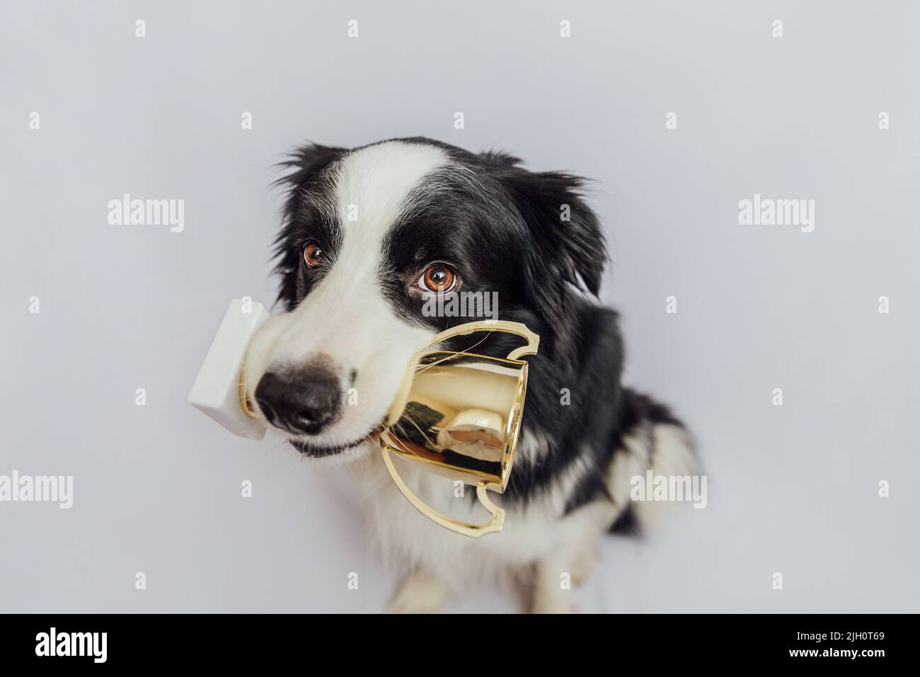 Cute puppy dog border collie holding gold champion trophy cup in mouth ...