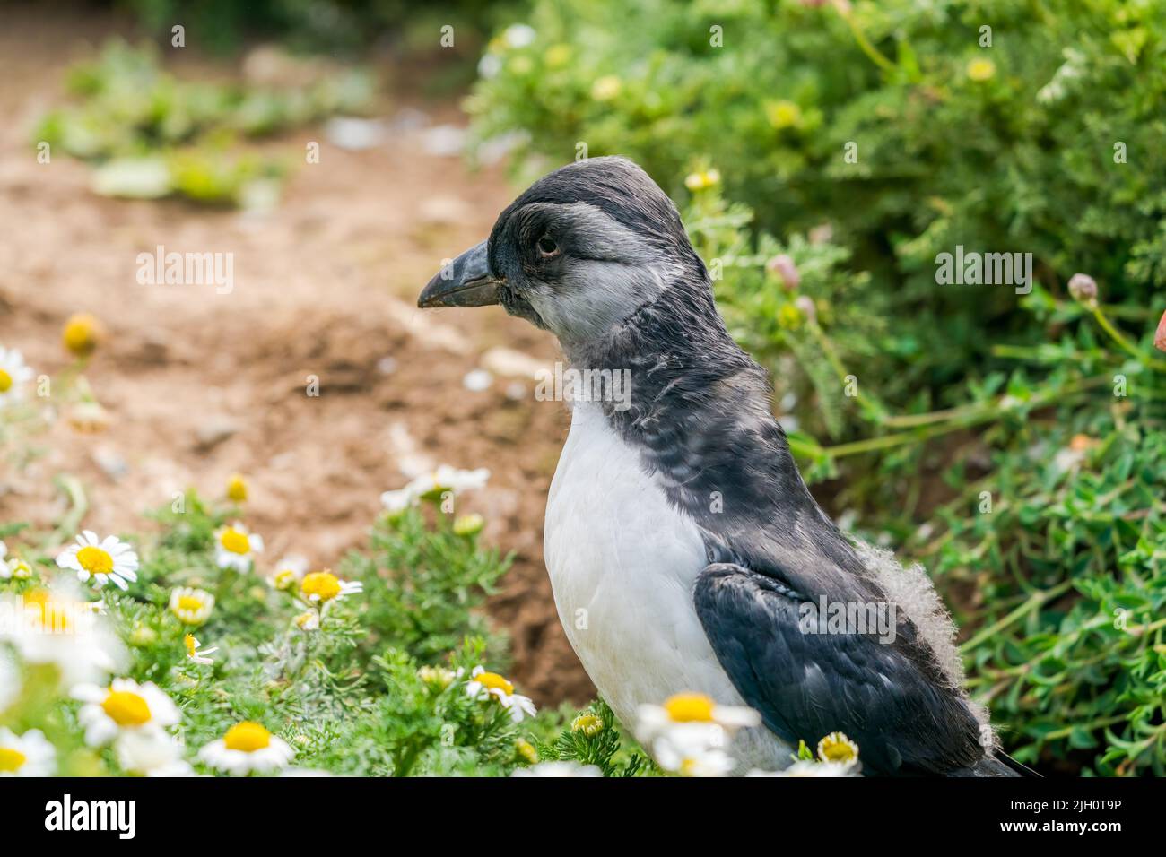 Atlantic puffin chick (Fratercula arctica) on Skomer Island, Wales ...