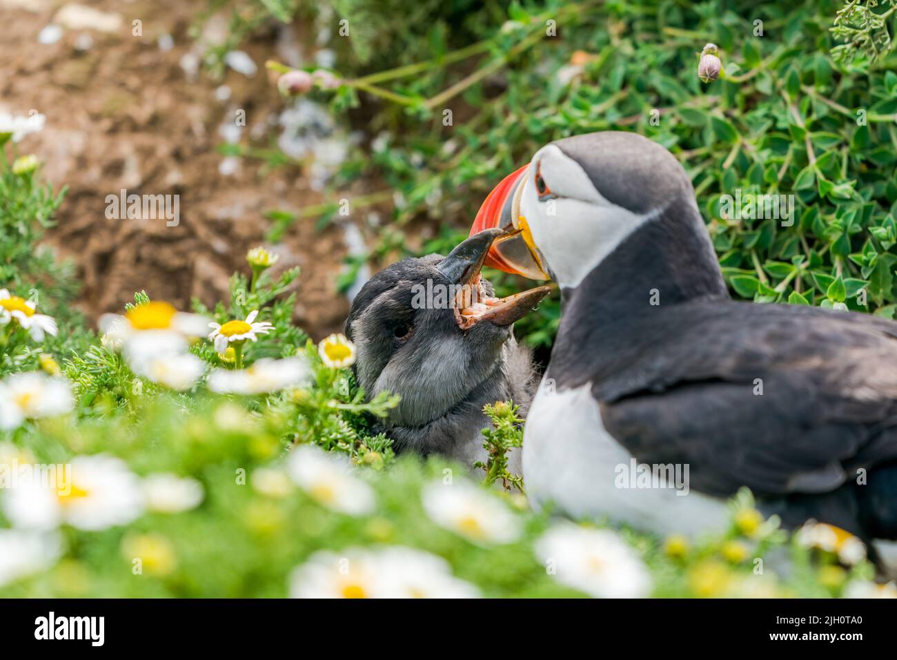 Atlantic puffin with a chick (Fratercula arctica) on Skomer Island ...
