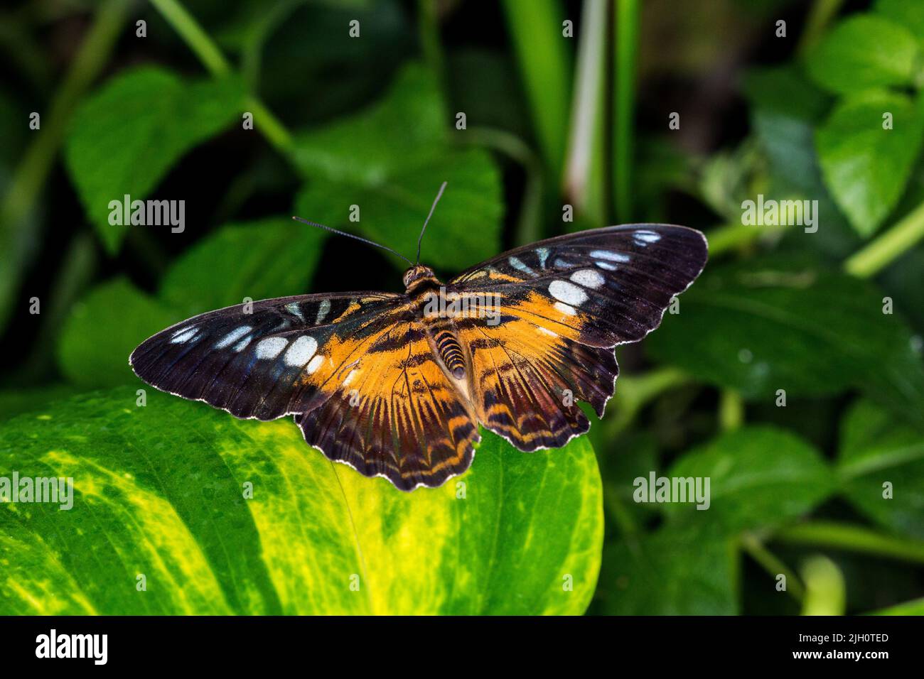 The light touch of butterflies Stock Photo - Alamy