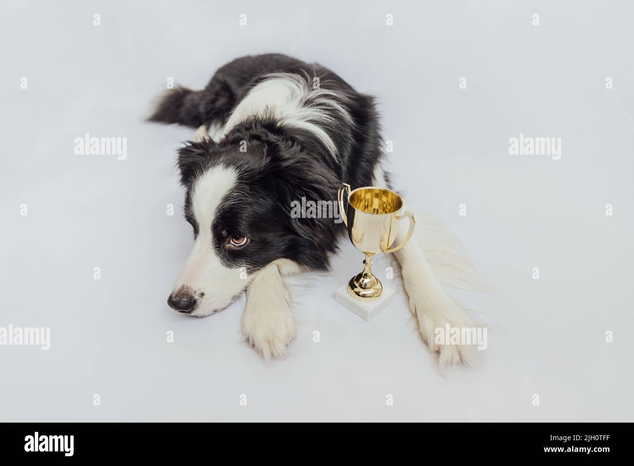 Cute puppy dog border collie lying with gold champion trophy cup ...