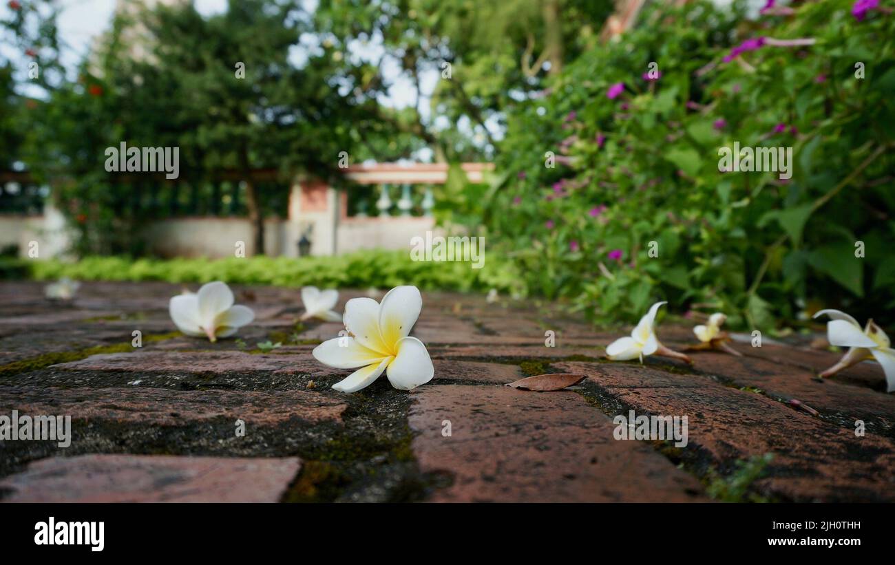 Casa Garden was built in 1770 and was originally the residence of a ...