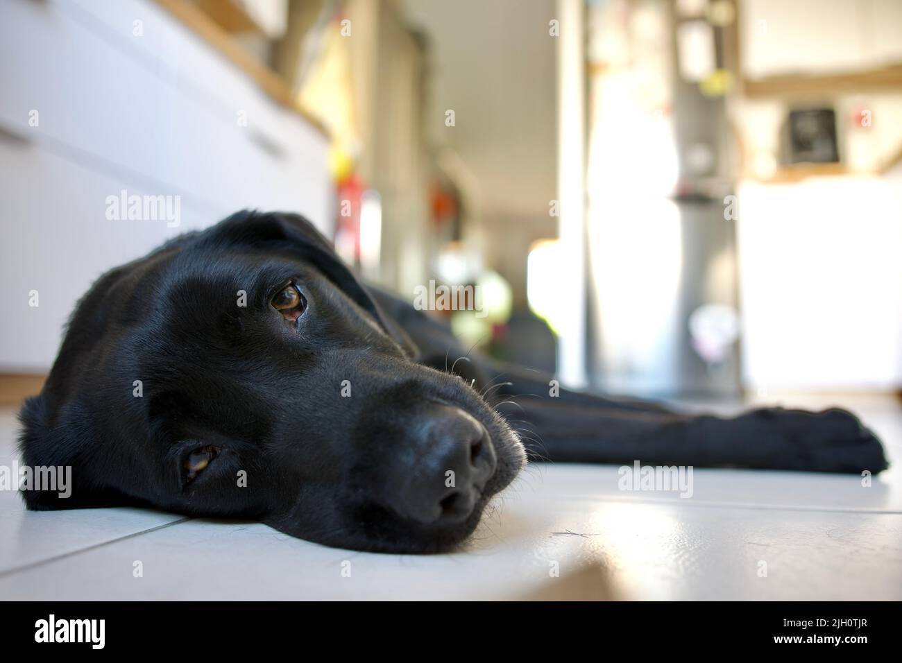 black labrador dog exhausted by the heat lying on the white tile of a ...