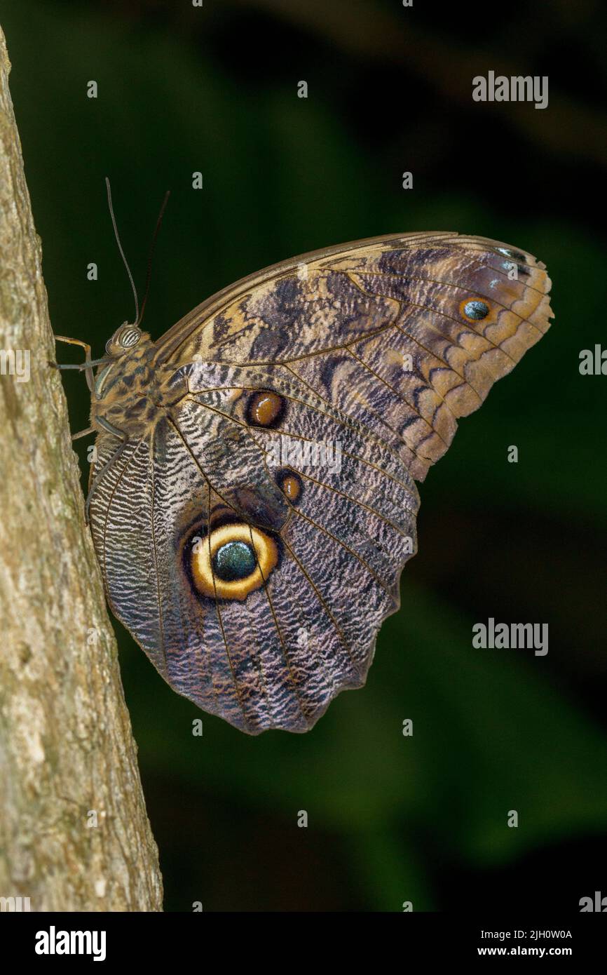 The light touch of butterflies Stock Photo - Alamy