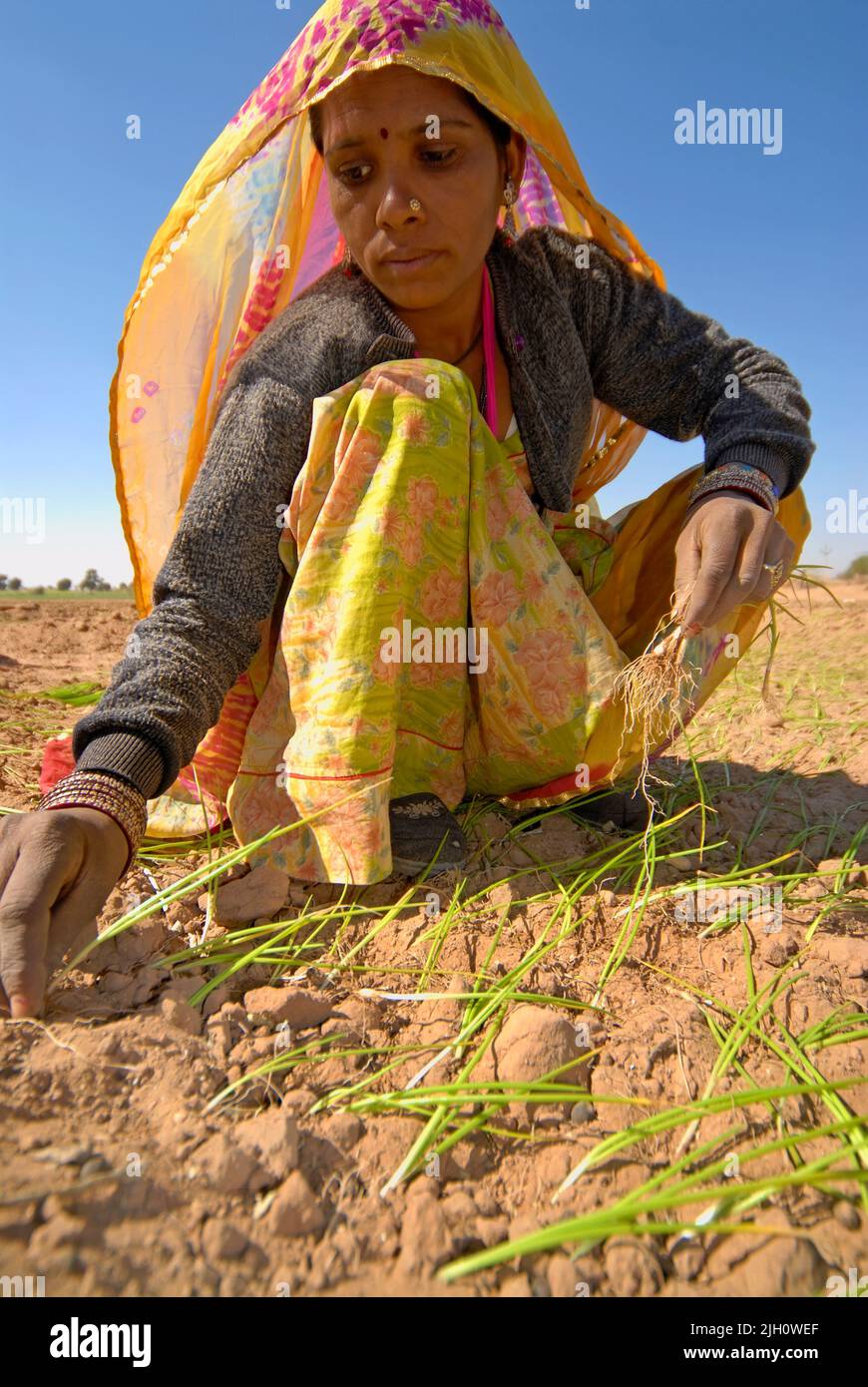 Woman worker planting wheat in a field, India Stock Photo - Alamy