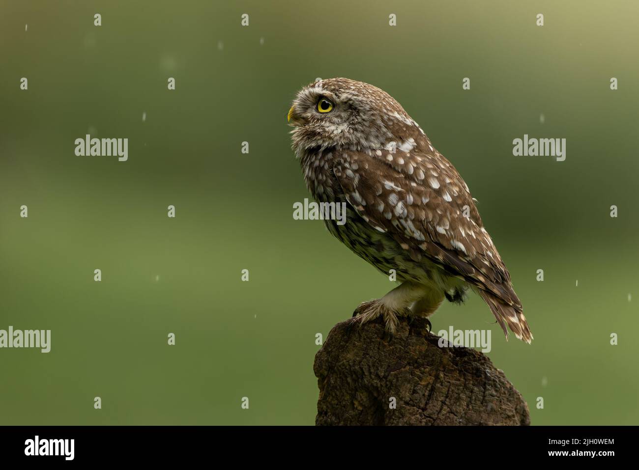 The little owl is the smallest owl in the UK. West Sussex, UK: THESE ...