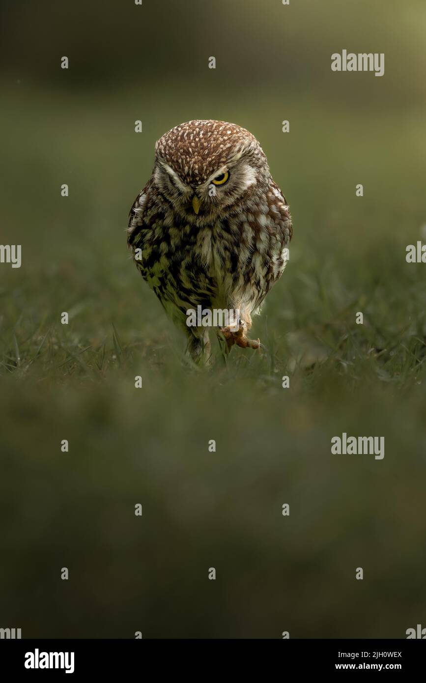 The little owl stomps angrily along the ground. West Sussex, UK: THESE ...