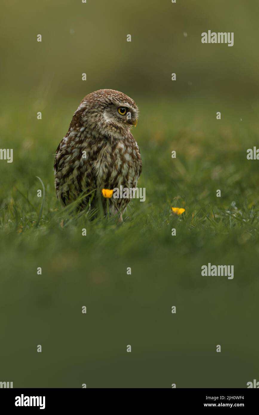 Posing, the grumpy owl stops for the photographer. West Sussex, UK ...
