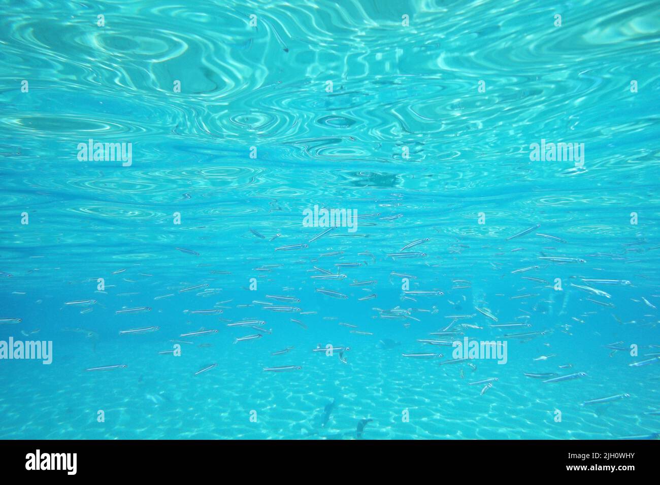 Great underwater view Stock Photo - Alamy