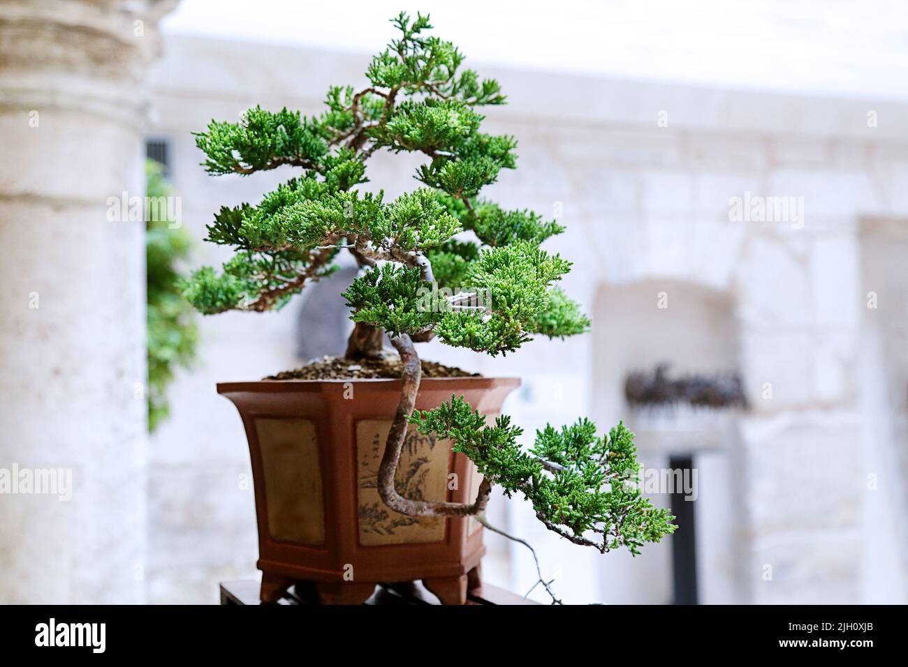 Bonsai garden yard hi-res stock photography and images - Alamy