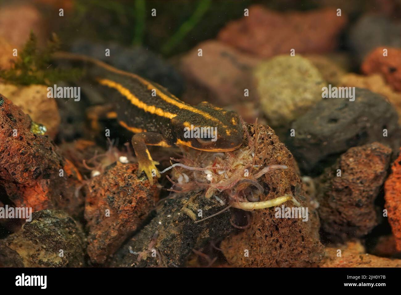Closeup on an aquatic subadult of endangered Japansese Riu Kiu sword ...