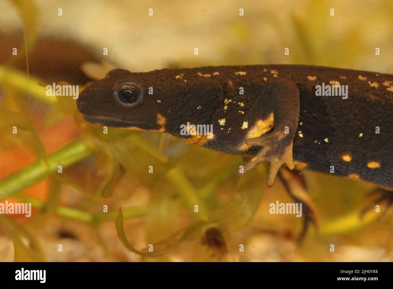 Closeup on a colorful Japanese sword-tailed firebellied newt, Cynops ...