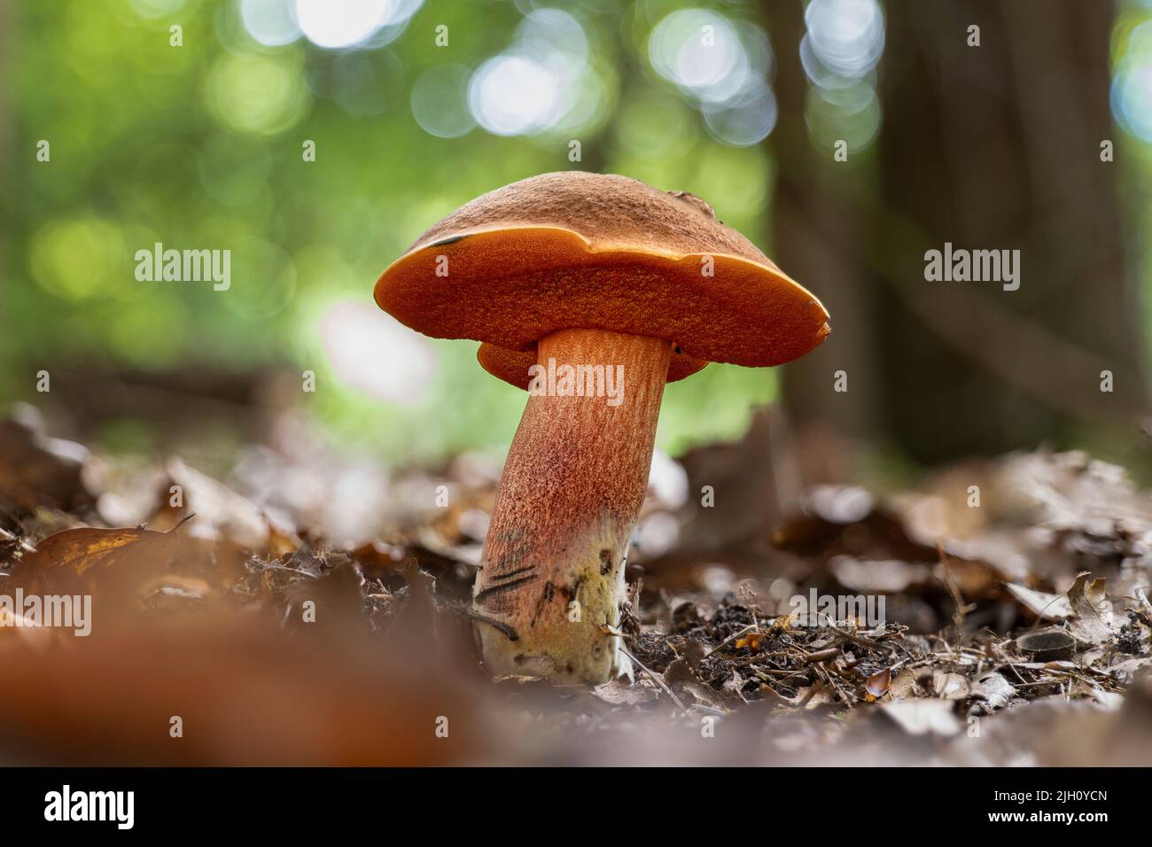 Boletus luridiformis scarletina bolete hi-res stock photography and ...