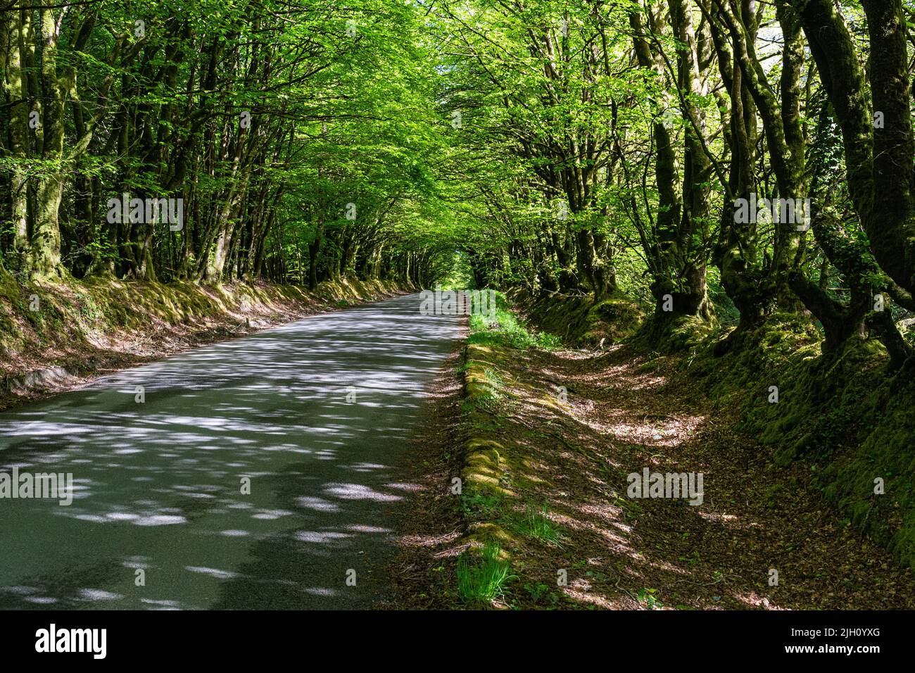 A Devon Country Lane, with a Shady Tree Tunnel Created by Over Arching ...