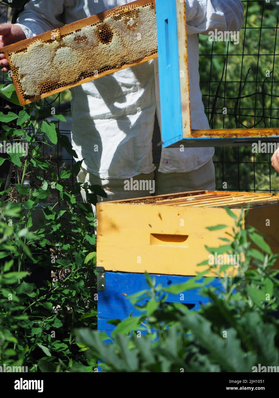 Master bee keeper pulls out a frame with honey from the beehive in the ...