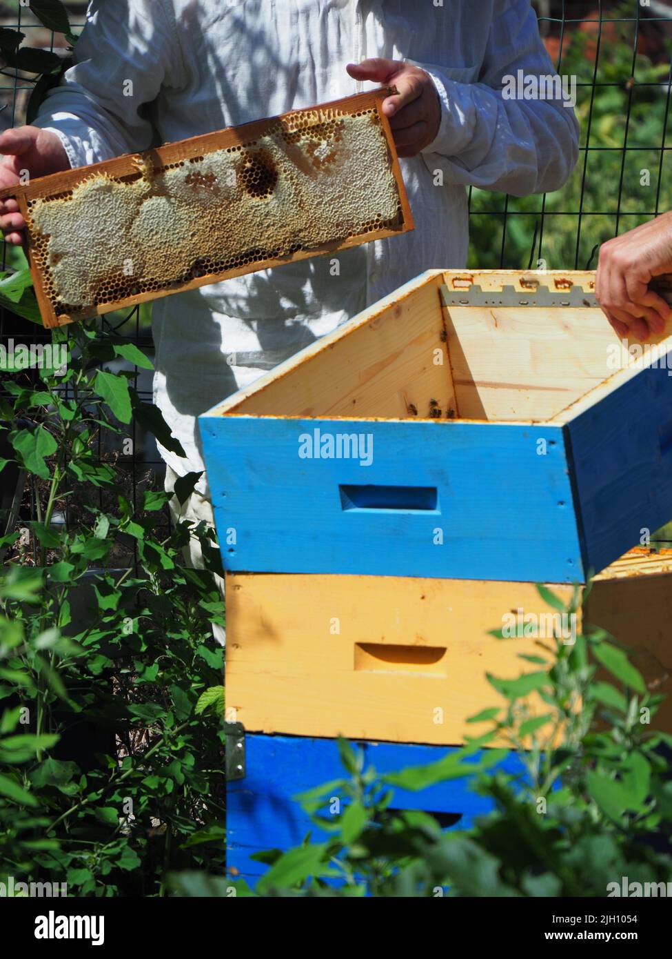 Master bee keeper pulls out a frame with honey from the beehive in the ...