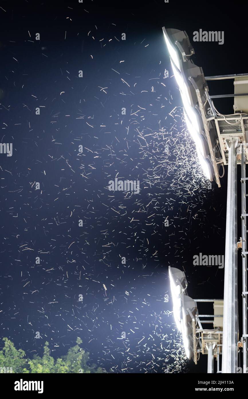 Swarm of insects and mosquitoes around the lamp of an electric ...