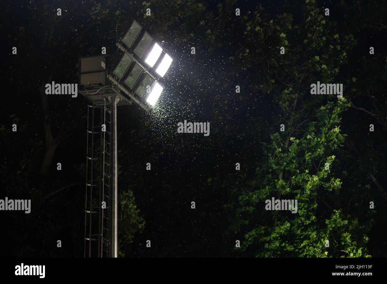 Termites swarming hi-res stock photography and images - Alamy