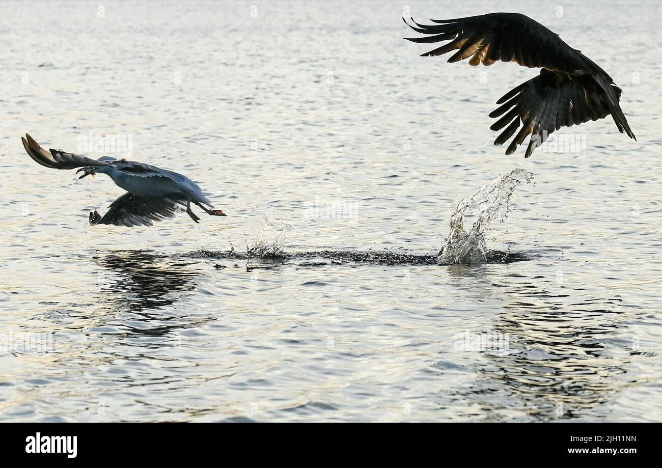 Havel grab hi-res stock photography and images - Alamy