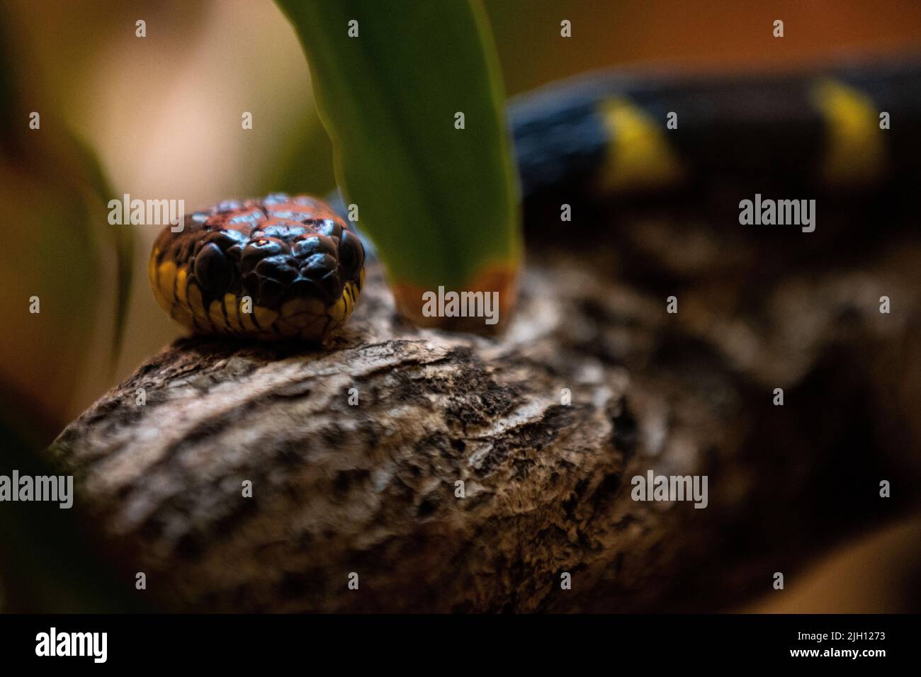 Snake at the Zoo in Washington DC looking at the camera Stock Photo - Alamy