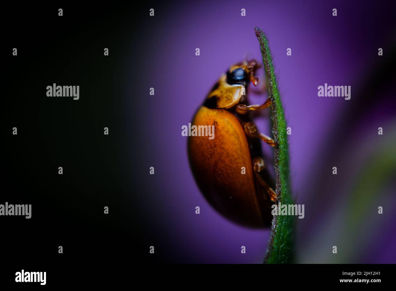 Spotless ladybug hi-res stock photography and images - Alamy