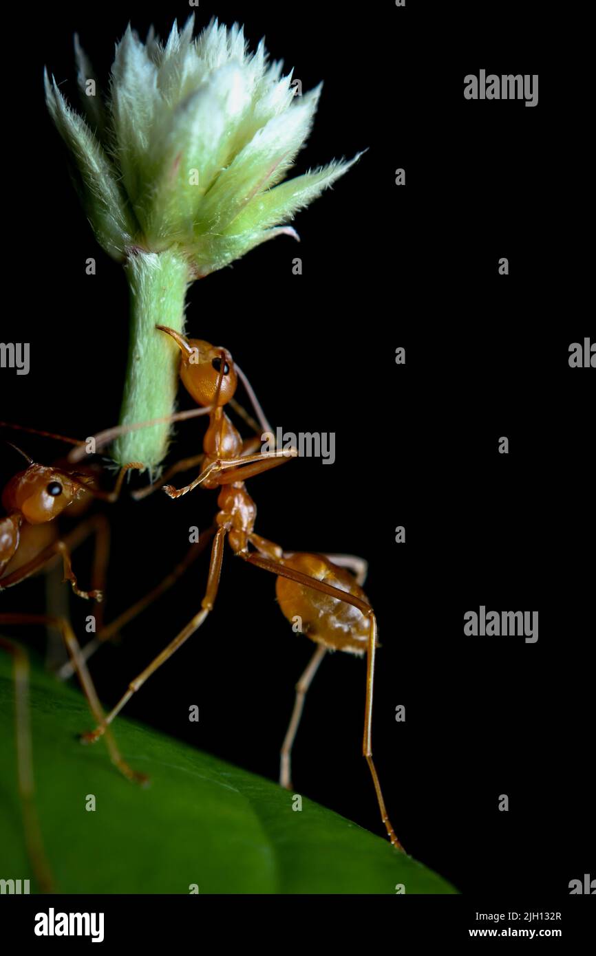 A closeup shot of weaver ants Stock Photo - Alamy