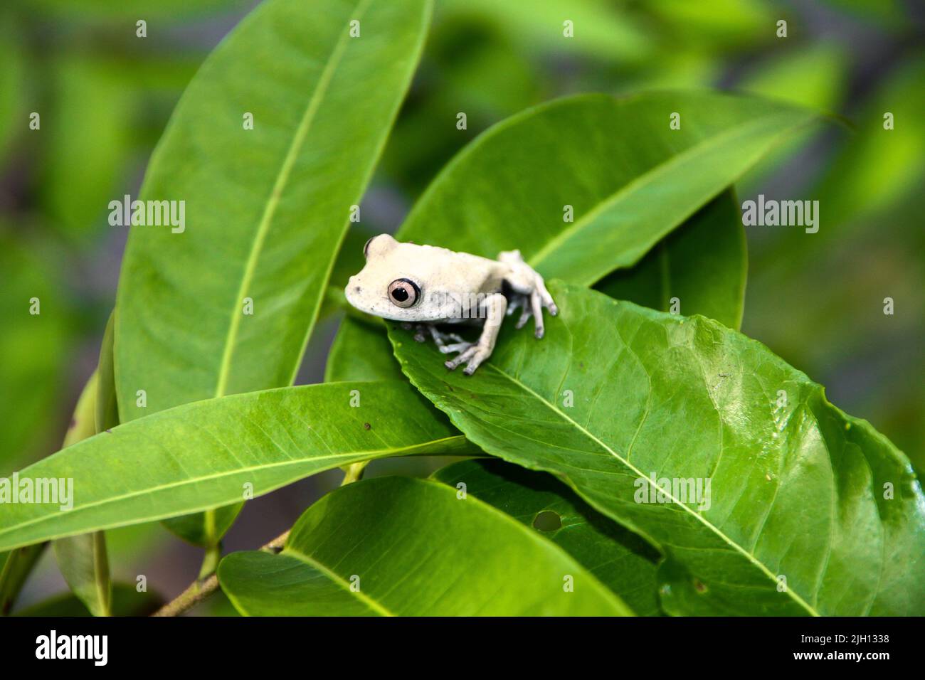 A beautiful shot of an Emerald-eyed tree frog on a green leaf Stock ...